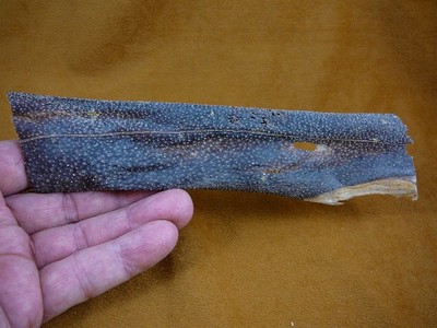 (s822-3) Rare PRICKLY Shark skin hide leather educational denticles ...