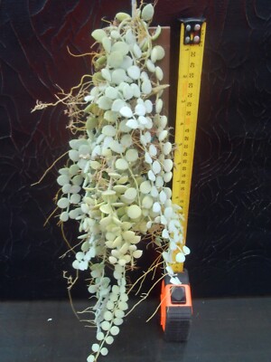 Dendrobium Orchid companion dischidia numularia | eBay Australia