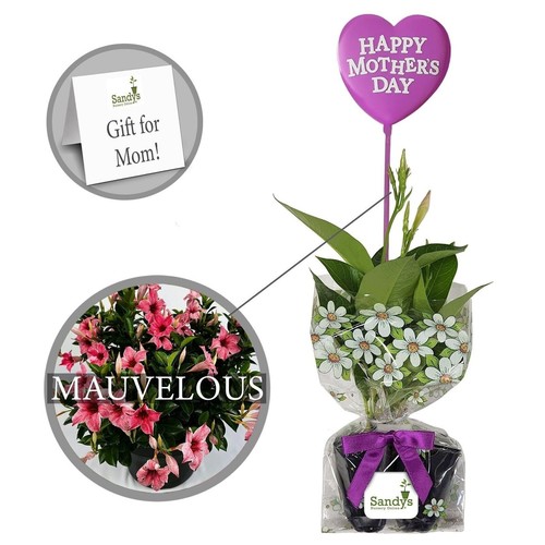 Mandeville Mauvelous Pink All Included Gift Pack, Starter Plant Lot of ...