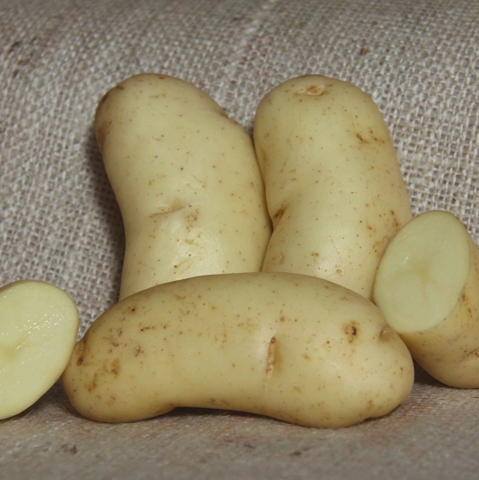 Seed Potatoes 70+ Varieties - Scottish Basic Seed Potatoes X20 Tubers ...