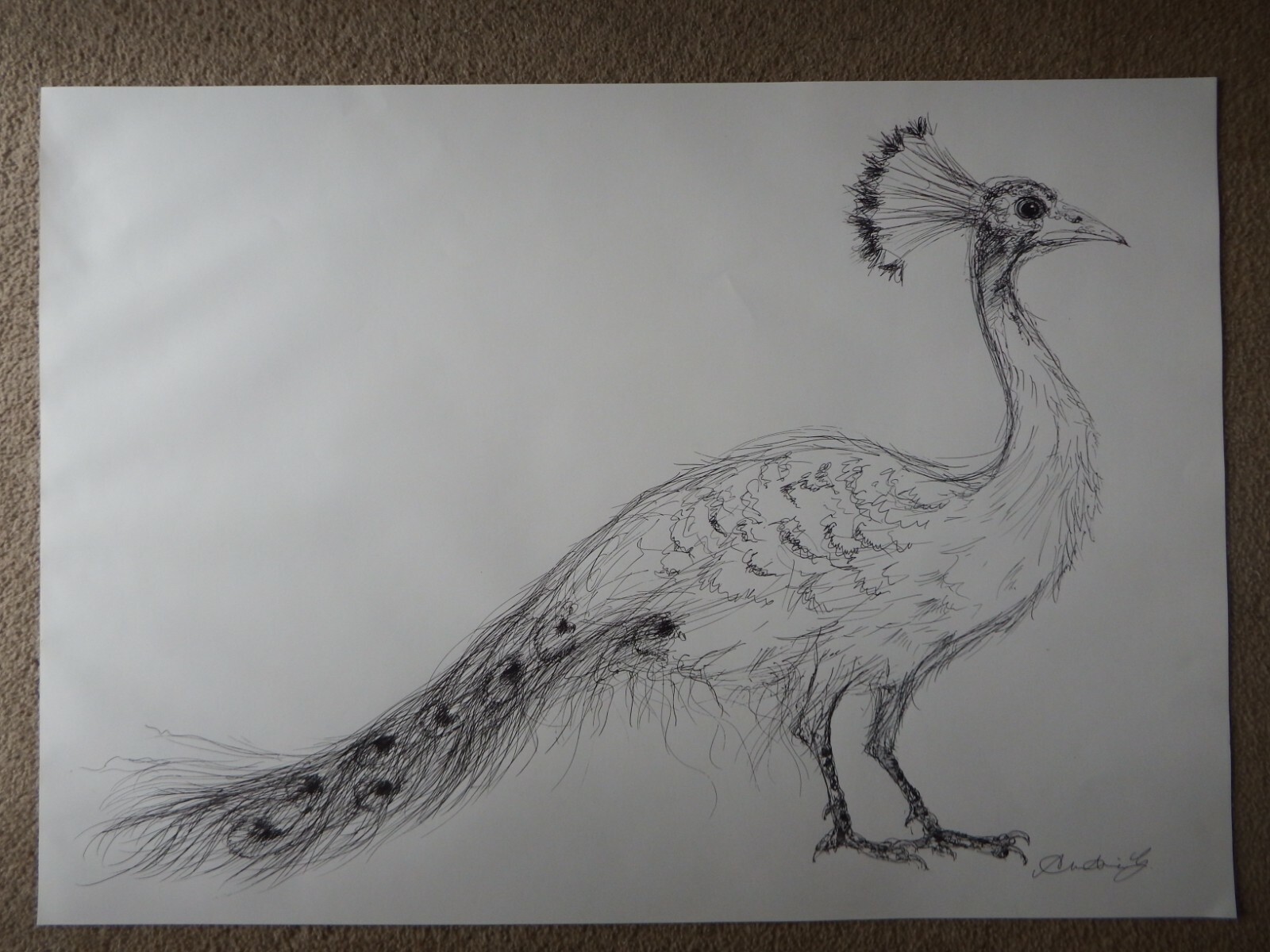 Large A1 pen & ink drawing of a peacock on ivory white smooth cartridge ...