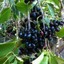 JAMUN JAMBUL FRUIT TREE Syzygium cumini INDIAN WAX APPLE Java plum live ...