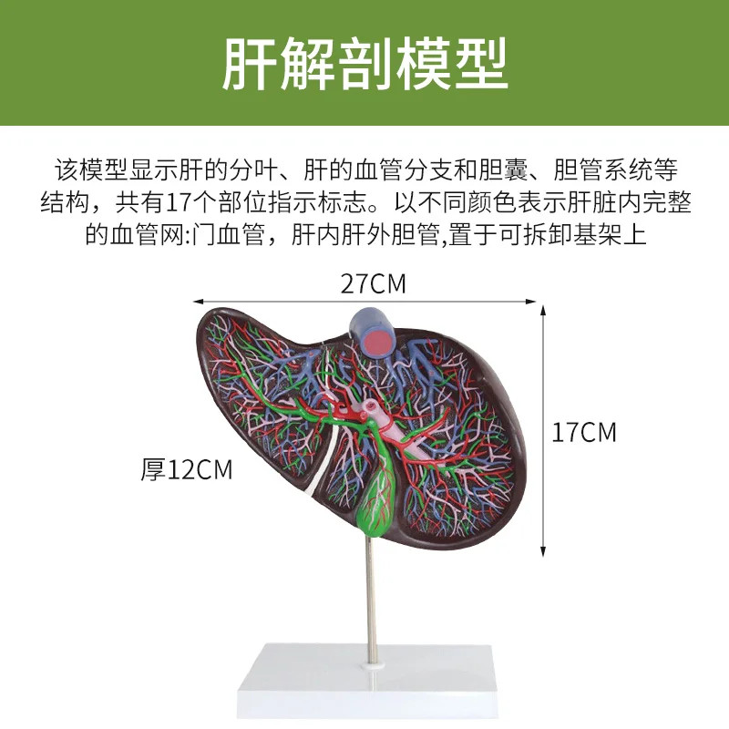 Highly Simulated Liver Anatomy Model Liver Gallbladder Pancreas Spleen ...
