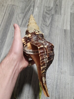 FLORIDA HORSE CONCH SEA SHELL LARGE 12+ INCHES SEE MEASUREMENTS RARE ...