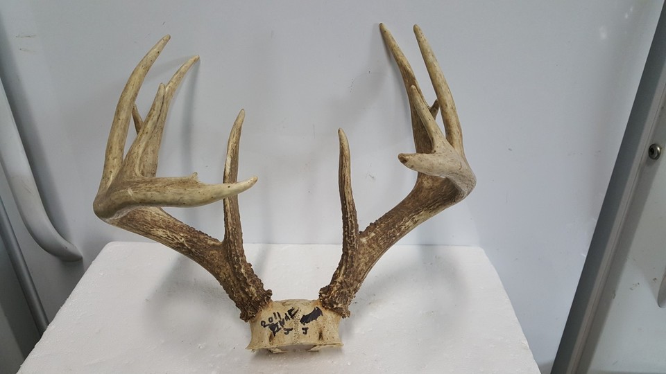 NICE double kicker WHITETAIL DEER RACK Antlers mule mount taxidermy ...
