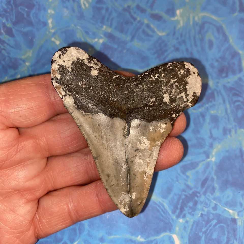 MEGALODON SHARK TOOTH 3.01” HUGE TEETH MEG SCUBA DIVER DIRECT FOSSIL NC ...