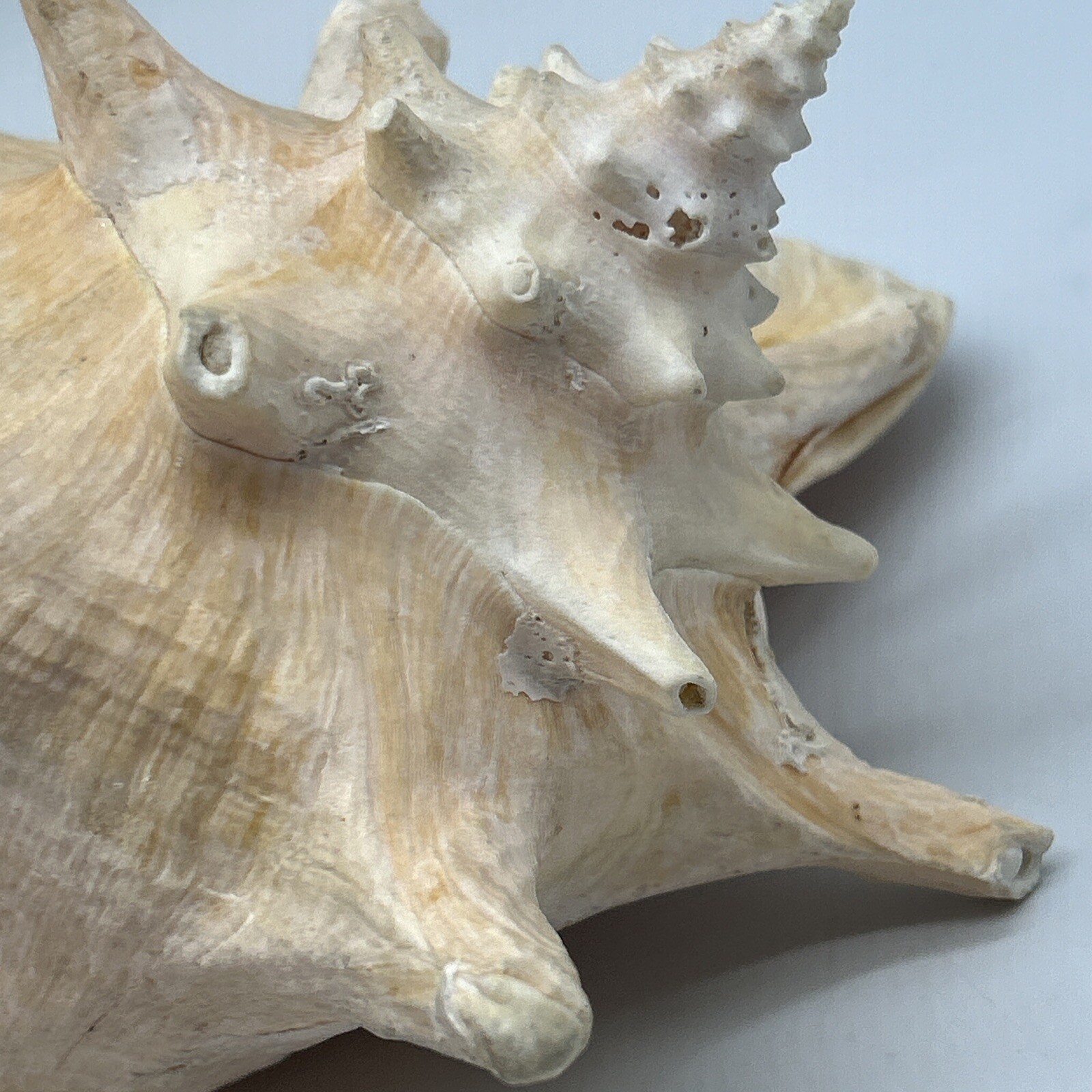 2.1# Conch Seashell (Pink) - Bahamas Pink Conch Shell Ocean Beach ...