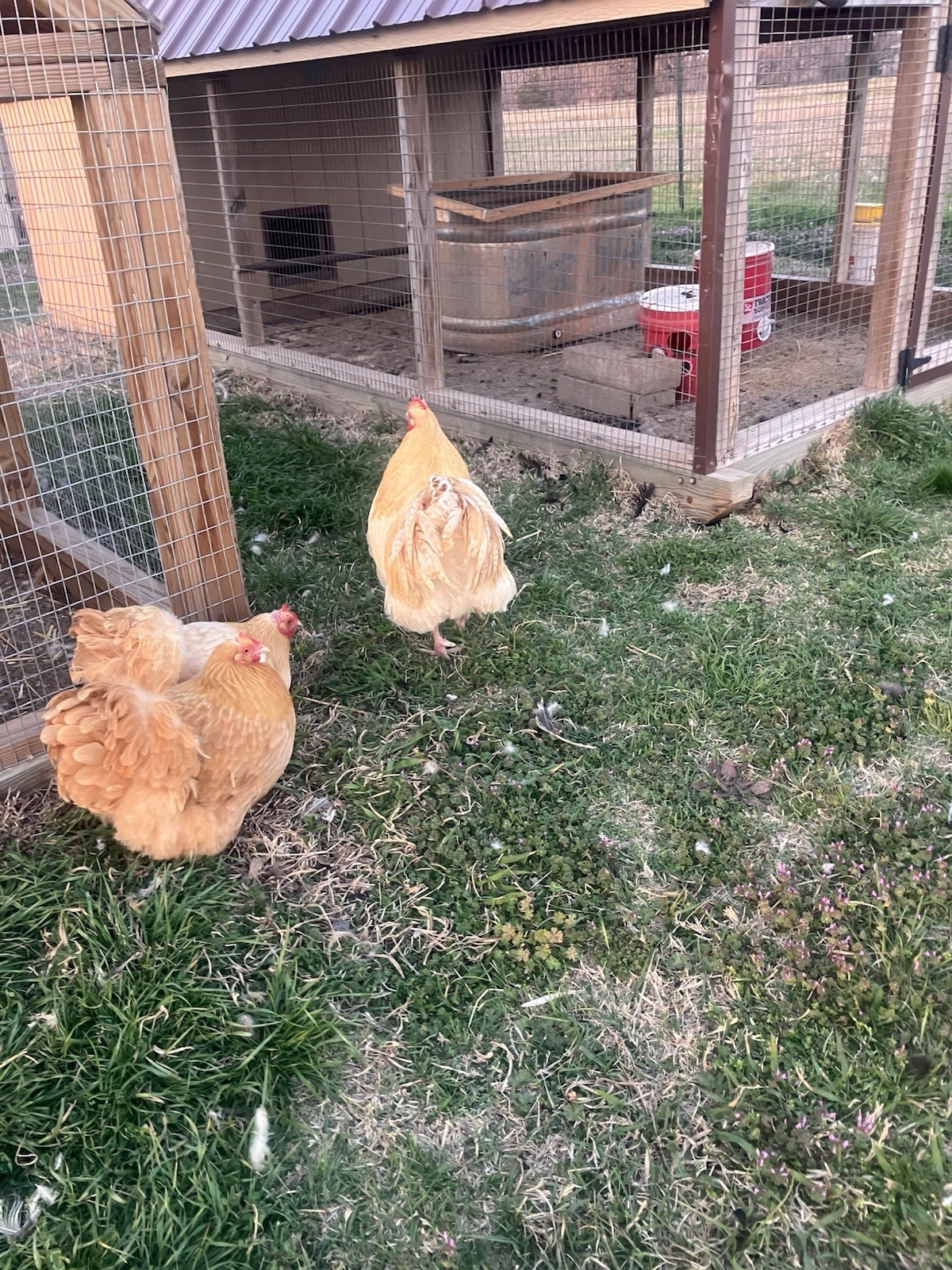 6 + Lemon Cuckoo English Orpington Hatching Eggs Npip Certified | eBay