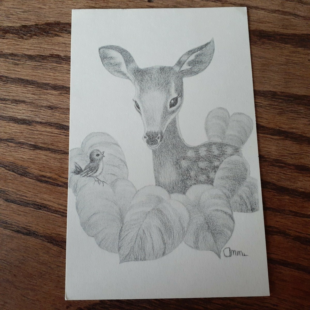 Fawn Sketch