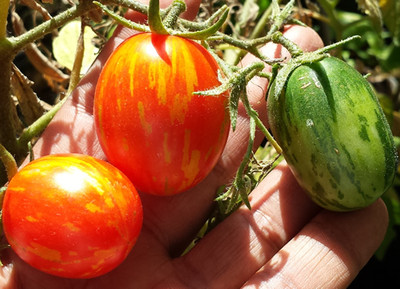 Tiger Eye Tomato - An Extra Ordinary Colourful Tomato With a Stunning ...
