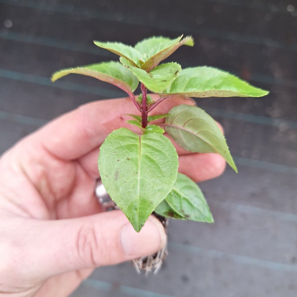 FUCHSIA BELLA MARIA- 6 Plug Plants | eBay UK