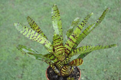 BROMELIAD NEOREGELIA "Tiger Tot" …a STUNNING SMALL grower... | eBay ...