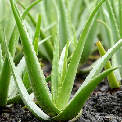 Aloe Vera Hybrid True Aloe Seeds Free Shipping! | eBay