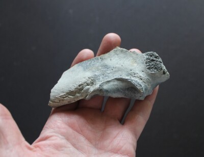 Fossil Pinneped ulna Pungo River Formation NC Miocene | eBay