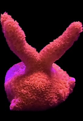 Live Coral Montipora Red Digitata 3/4”+ | eBay