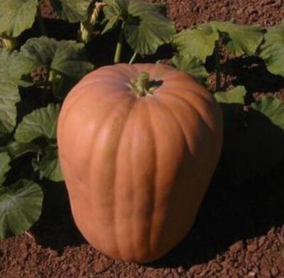 Dickinson Rare Winter Squash Limited Seeds Homegrown Super Organic 10 ...