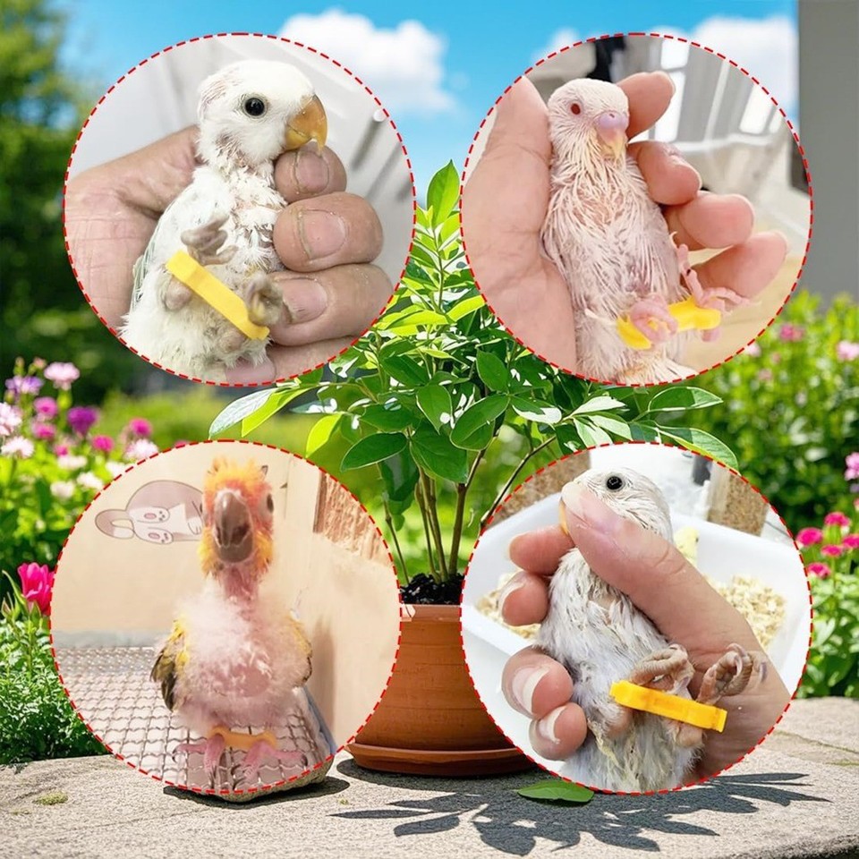 12Pcs Baby Chick Splay Leg Hobble Brace, Baby Chick Leg Hobbles ...