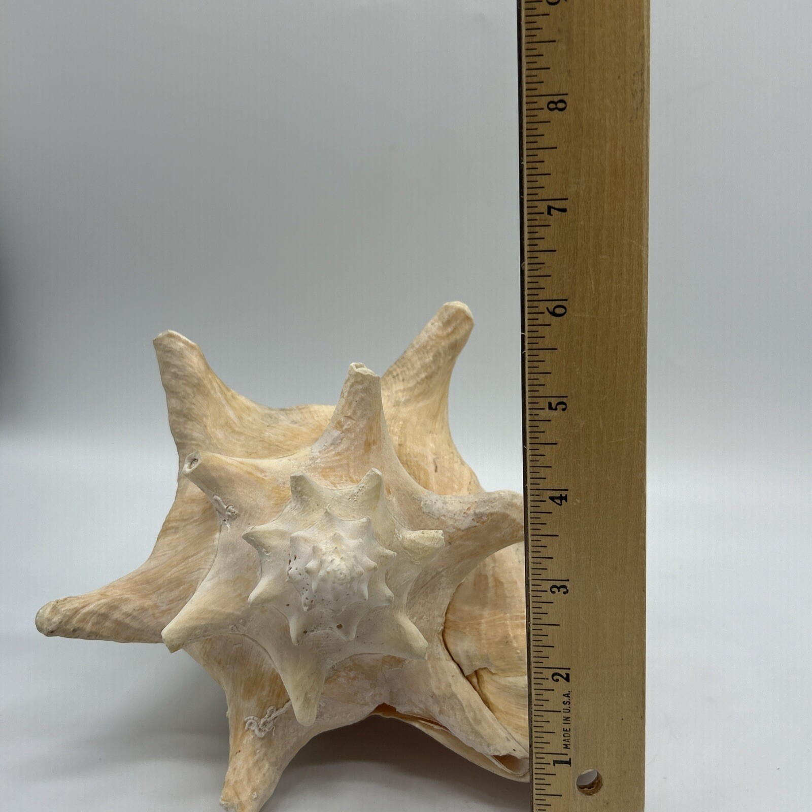 2.1# Conch Seashell (Pink) - Bahamas Pink Conch Shell Ocean Beach ...