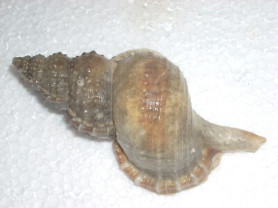 RANELLA OLEARIUM EXTRA GERONTIQUE AND CALLOUSED, GOLDEN LIP | eBay