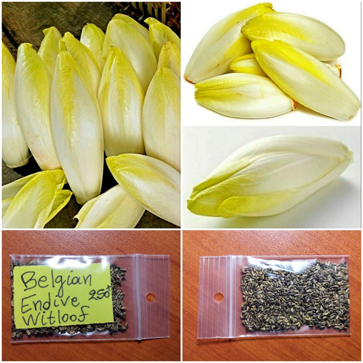 Belgian Endive Growing