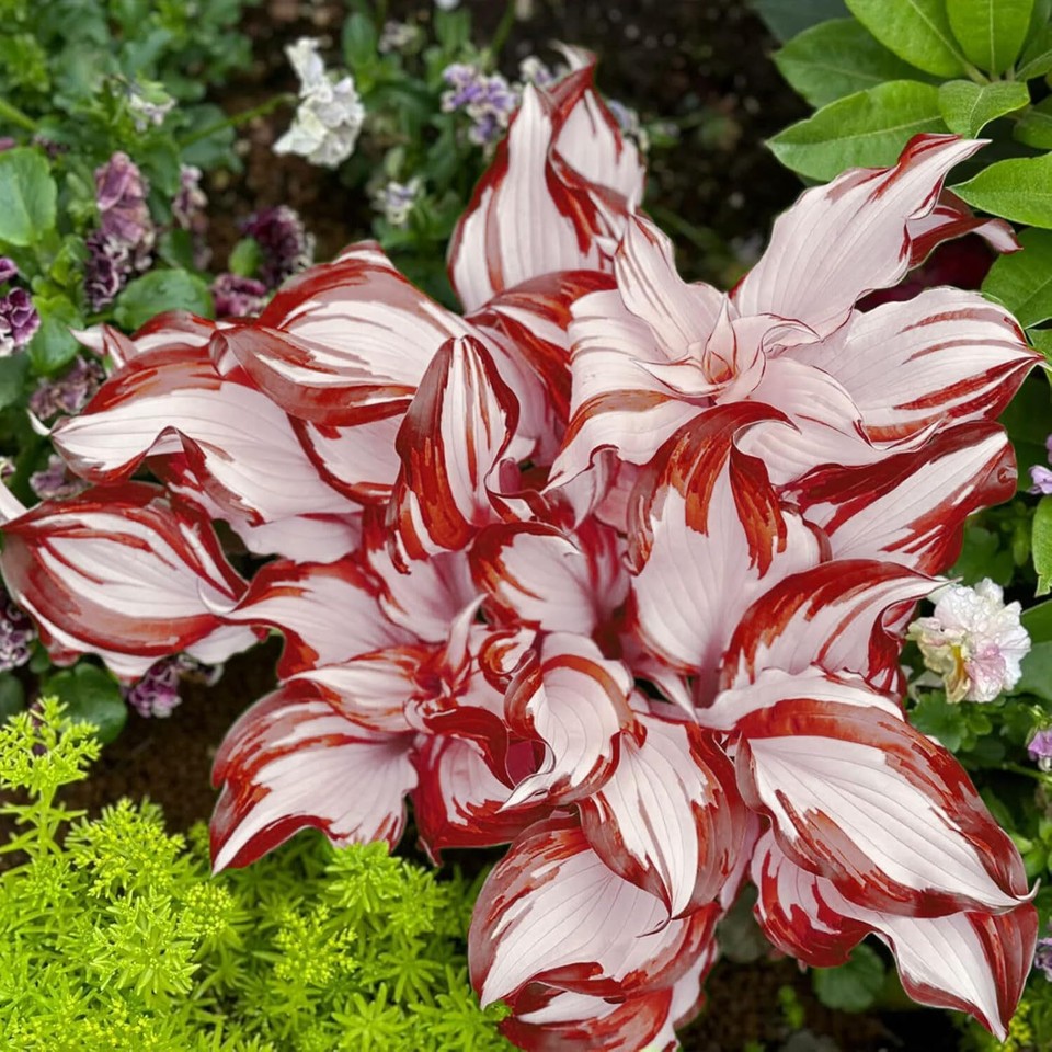 Hosta Seeds - 200 Red Hosta Plants with White Inner Leaves& Red Wavy ...