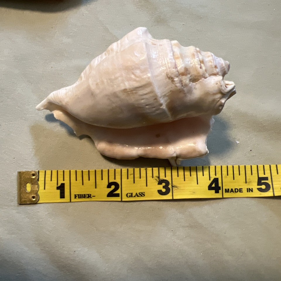 Vintage Set Of 5 Sea Shells Assorted 3” To 5” Beautiful Shells Jamaica ...