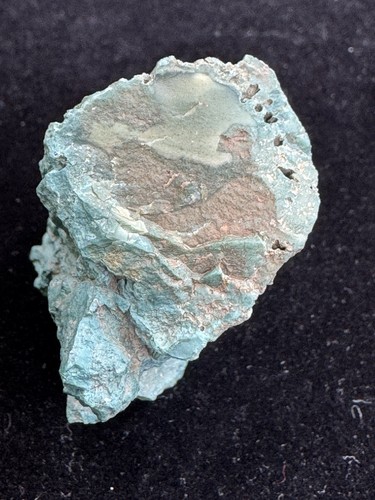 Hampton Butte Petrified Green Limb Cast – Petite Textured wood Piece | eBay