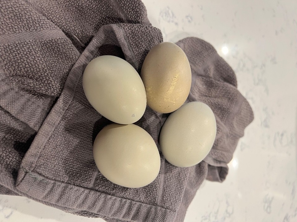 Dozen Fertile Gray Easter Egger Hatching Eggs | eBay