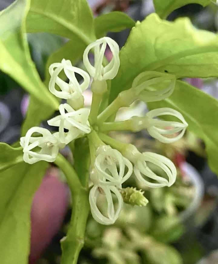 Rare Hoya decipulae – Exotic Wax Plant with Thick Leaves & Fragrant ...