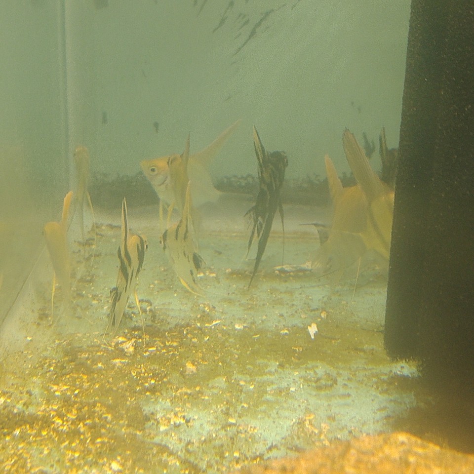 4-Pack Mixed Fancy Angelfish 1.5–2” Body – Live Freshwater Fish for ...