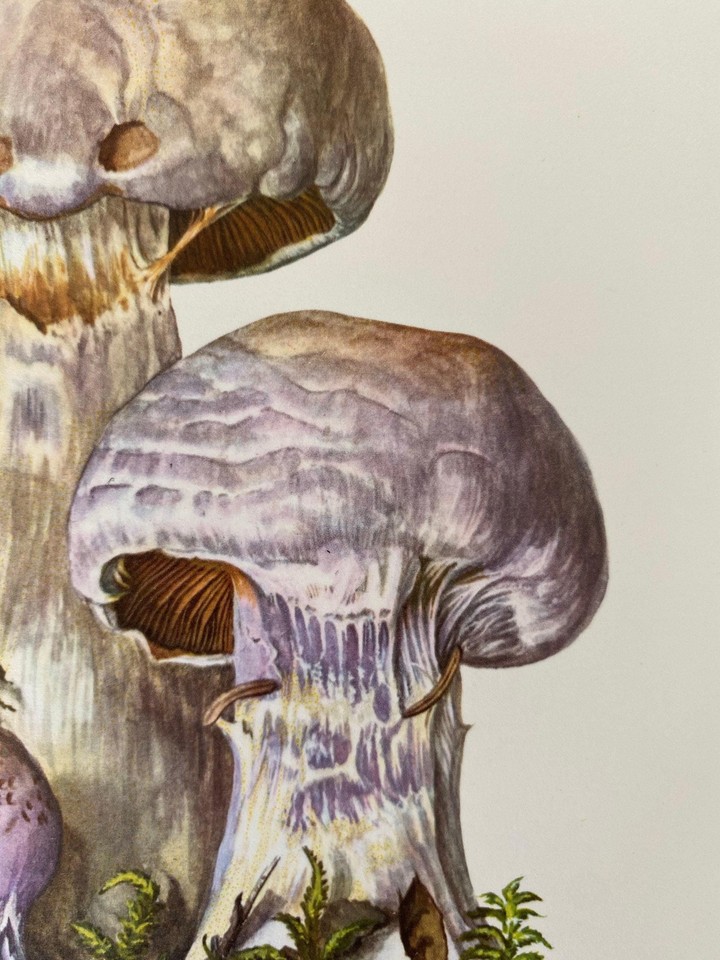 Gassy webcap mushroom print. antique and vintage biology and nature ...