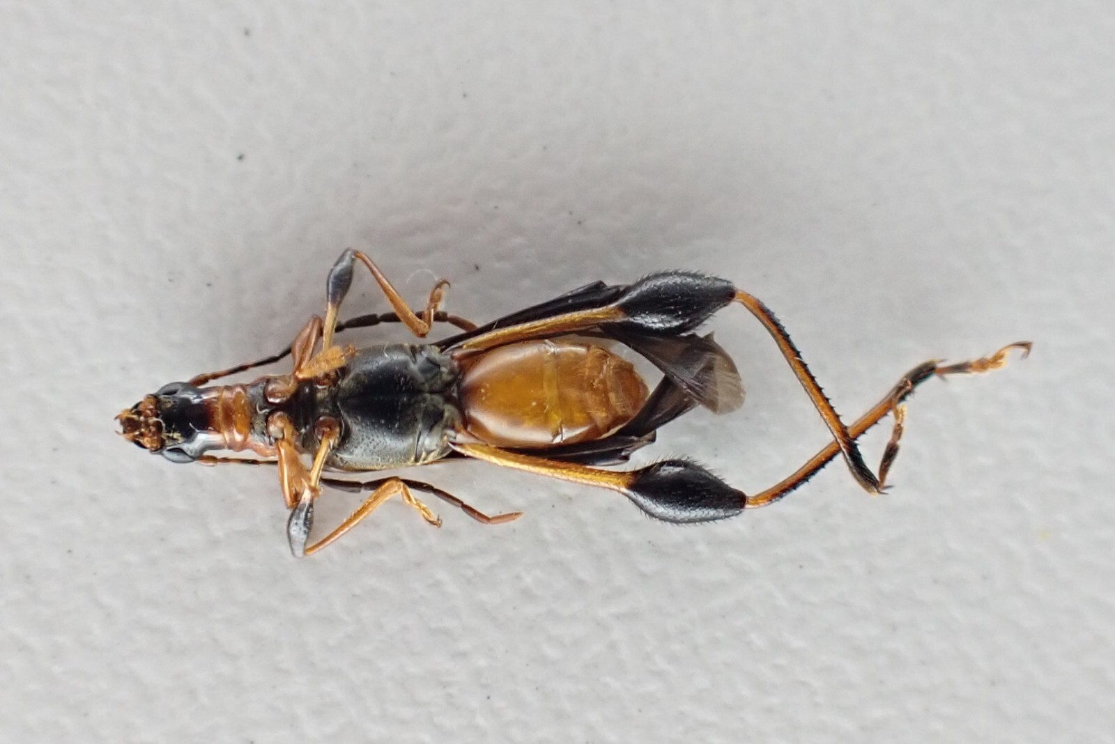 j46228. Insects, Cerambycidae sp. Vietnam, Cao Bang | eBay.de