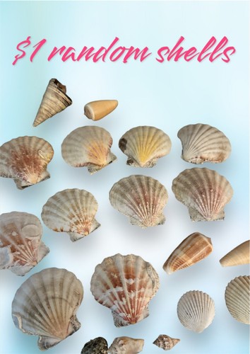 Lot Of Random Shells | eBay
