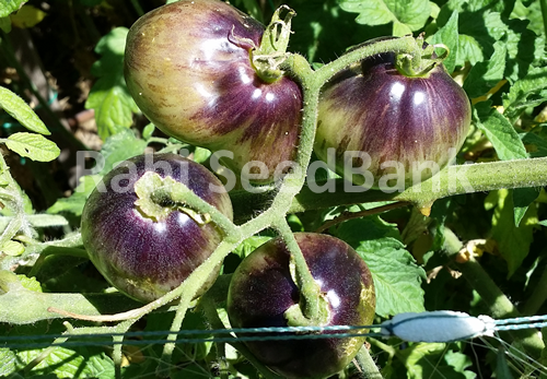 Dark Tiger Tomato - 10 Seeds! | eBay