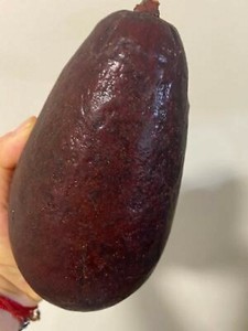Rare red avocado-2 seeds-huge fruit-collector's variety,Thomson Red ...