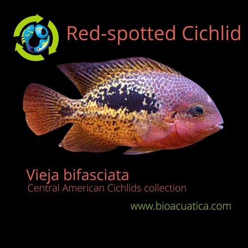 GREAT RED-SPOTTED CICHLID 1.5 to 2" UNSEXED (Vieja bifasciata) | eBay