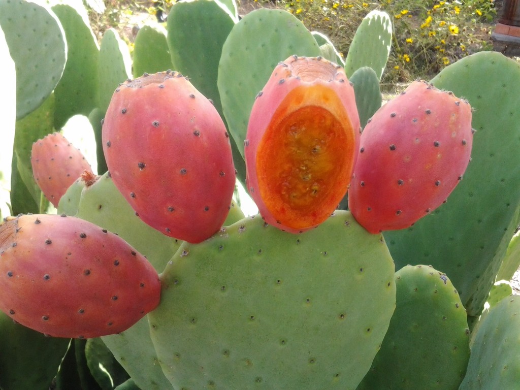 1 Cutting Orange Fruit Prickly Pear Cactus, Opuntia megacantha, Nopal ...