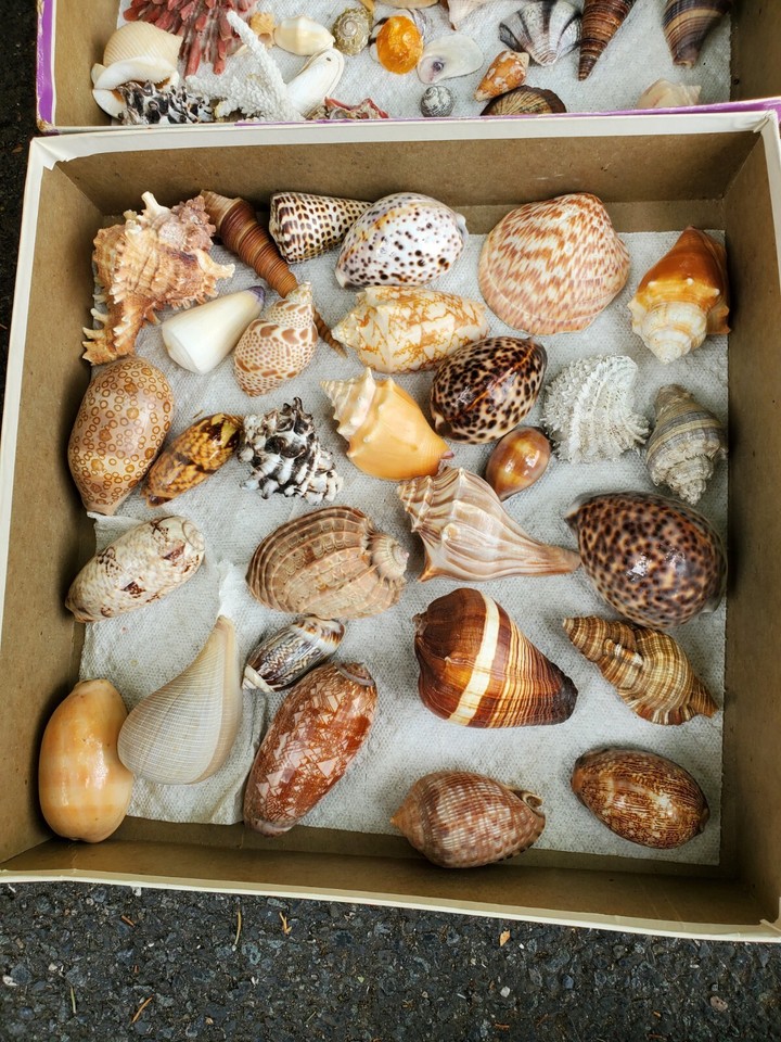 Seashell Collection Large Lot | eBay