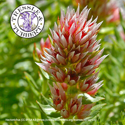 Rare Rhodiola Rhodantha Vivace Fleur 10 Graines Vendeur Britannique | eBay