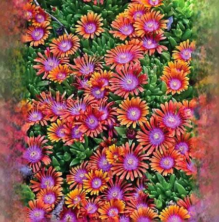 20 Ice plant drought resistant flower seeds for spring summer pink ...