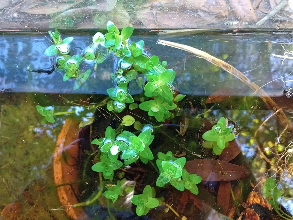 5 Lemon Bacopa (B. caroliniana) 5 Pack Live Aquatic Pond & Aquarium ...