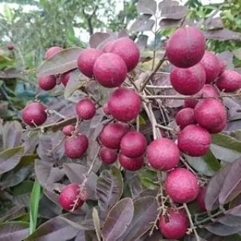 Grafted Red Longan Fruit Tree Free Phytosanitary | eBay
