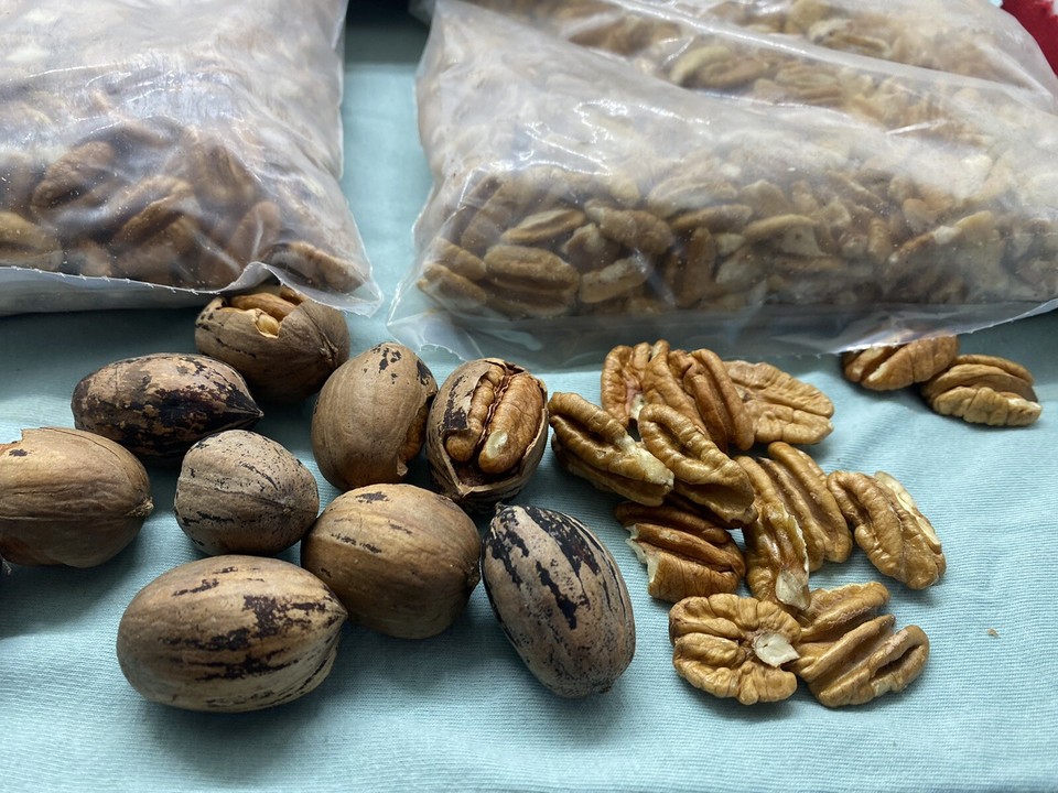 SHELLED PECANS 1 POUND OF QUALITY FRESH OKLAHOMA PECANS #24-100 | eBay