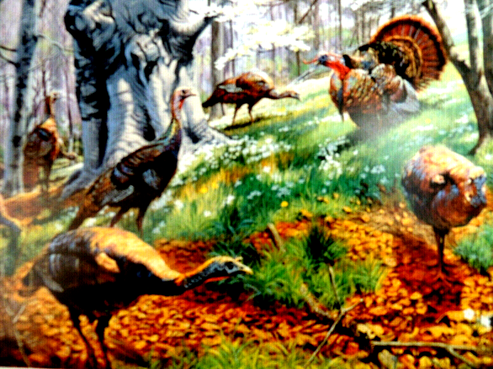 WILD TURKEY PICTURE SPRING TURKEY HUNTING TAYLOR OUGHTON MATTED FRAMED ...