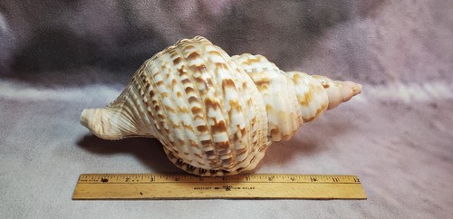 CHARONIA TRITONIS (TRITON'S TRUMPET) LARGE 12" - 3+ lb - CONCH SHELL ...