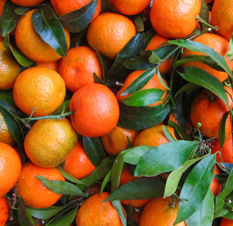 Citrus reticulata (Early Mandarin) - Early Mandarin | Mandarin Orange | eBay
