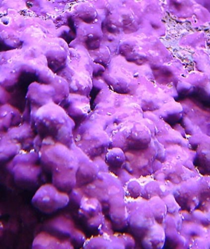 14oz LIVE Coralline Algae Purple and Pink, Seed New Reef Tank or Add To ...