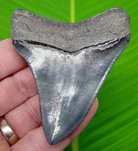 MEGALODON SHARK TOOTH Real Fossil -3 & 7/16 “ Georgia, USA - Sharks ...