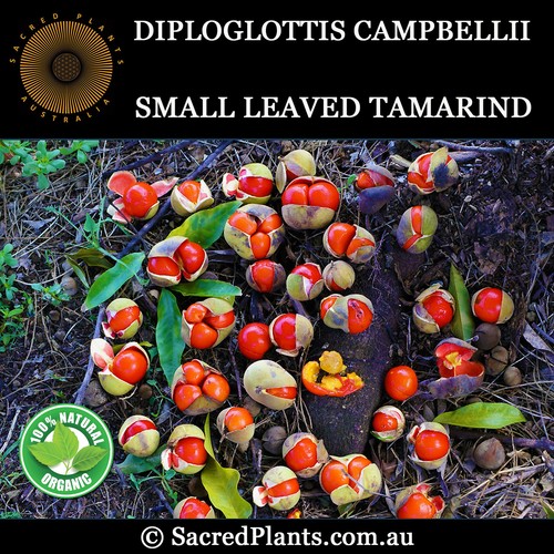 SMALL LEAVED TAMARIND 15 Seeds | Diploglottis Campbellii Endangered ...