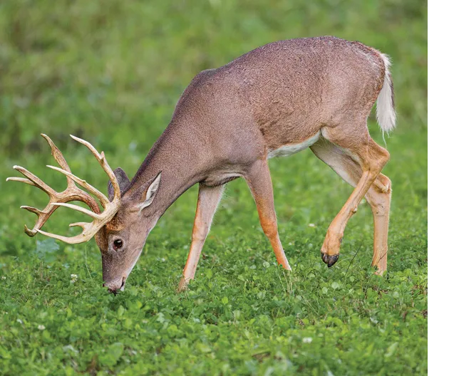 Biodiversity Food Plot Seed Mix – 3 LB, No Fillers (Attracts Deer ...